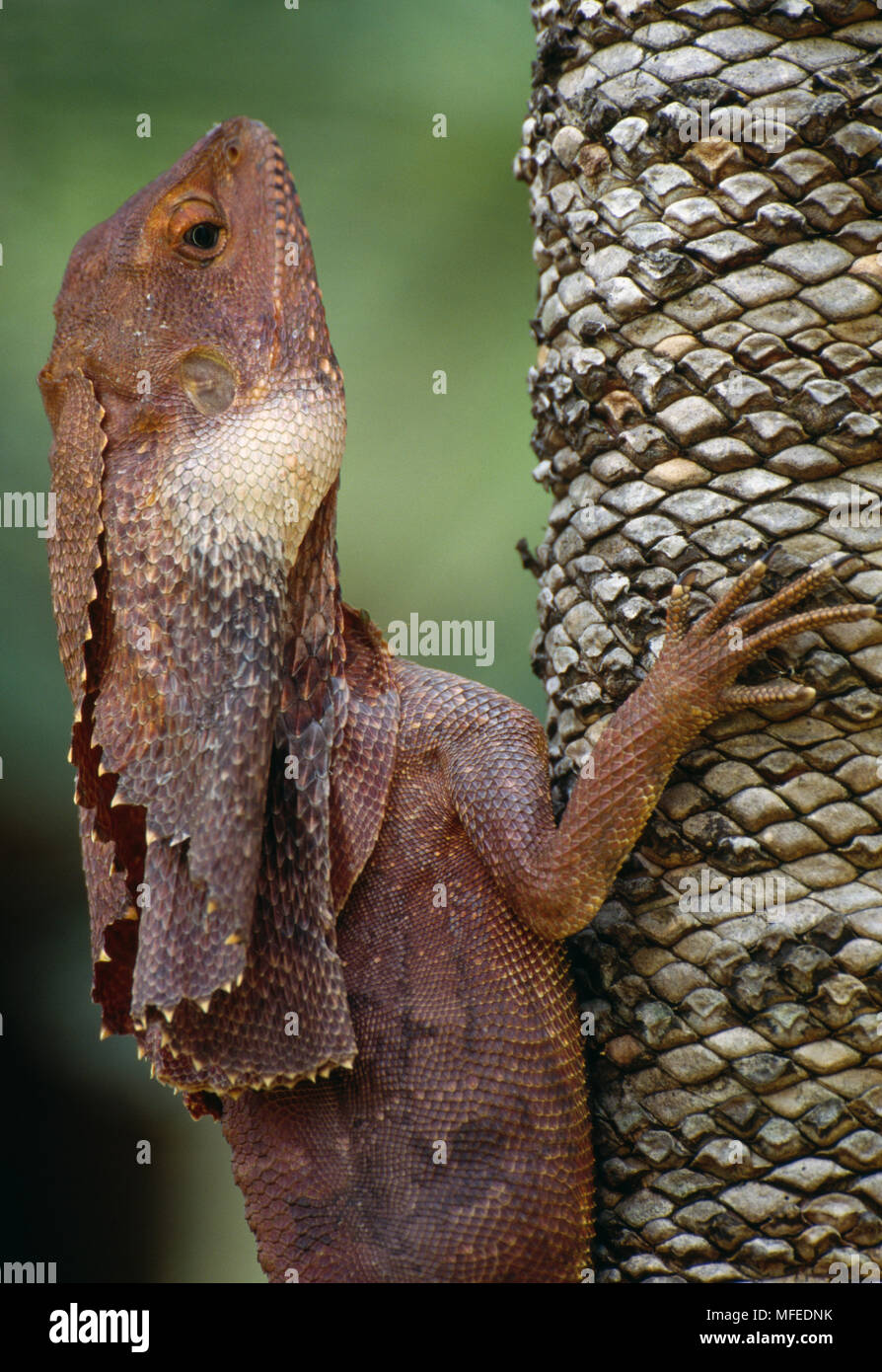 Frilled lizard displaying hi-res stock photography and images - Alamy