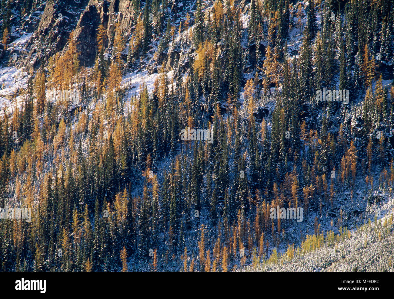 SUB-ALPINE LARCH woodland Larix lyallii in autumn colours after first ...