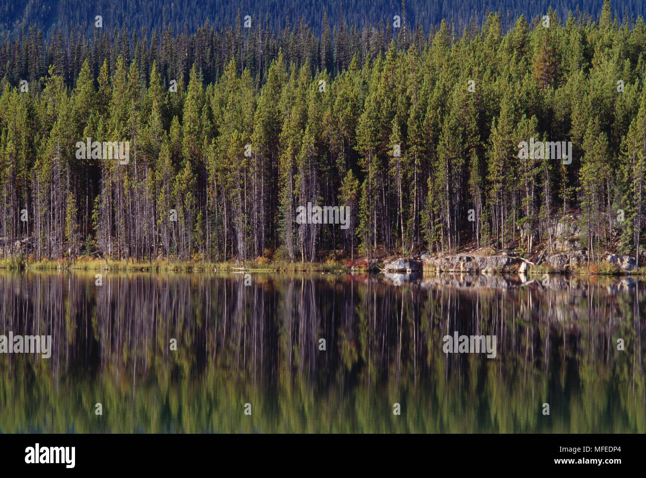 LODGEPOLE PINES reflected Pinus contorta in forest lake USA Stock Photo ...