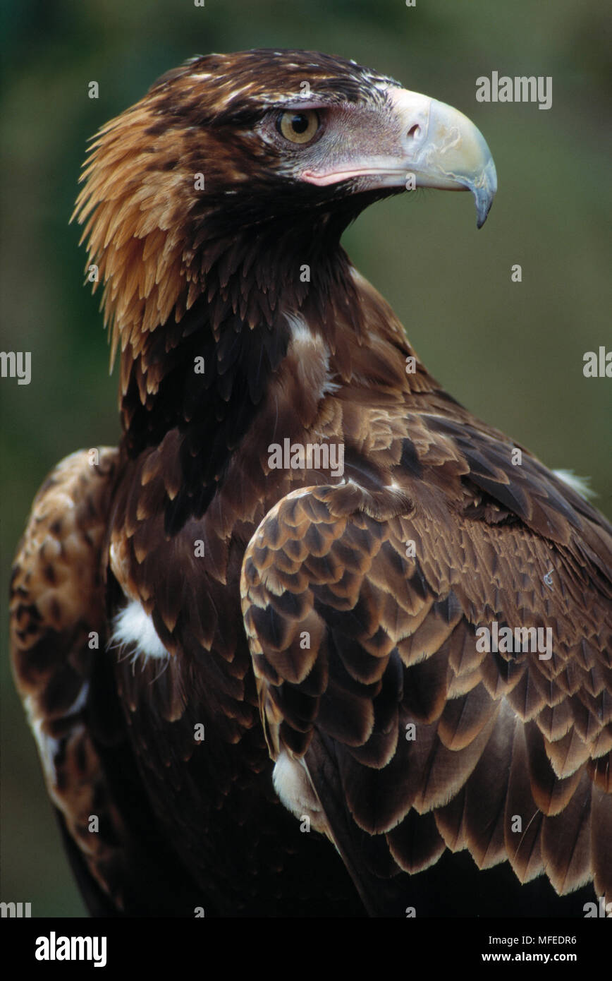 WEDGE-TAILED EAGLE Aquila audax Australia Stock Photo - Alamy