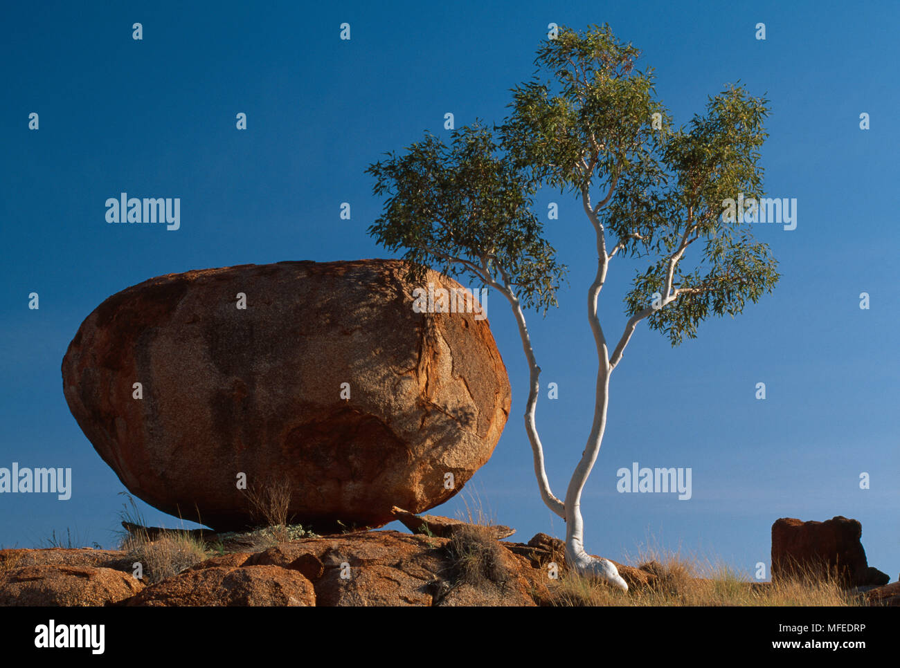 GHOST GUM TREE Eucalyptus papuana The Devil's Marbles, Northern ...