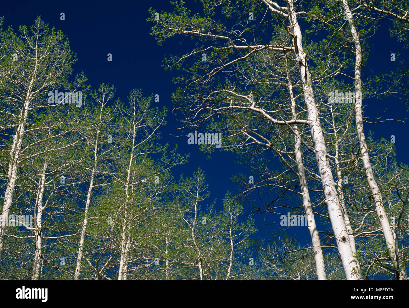 Jsh006727a hi-res stock photography and images - Alamy