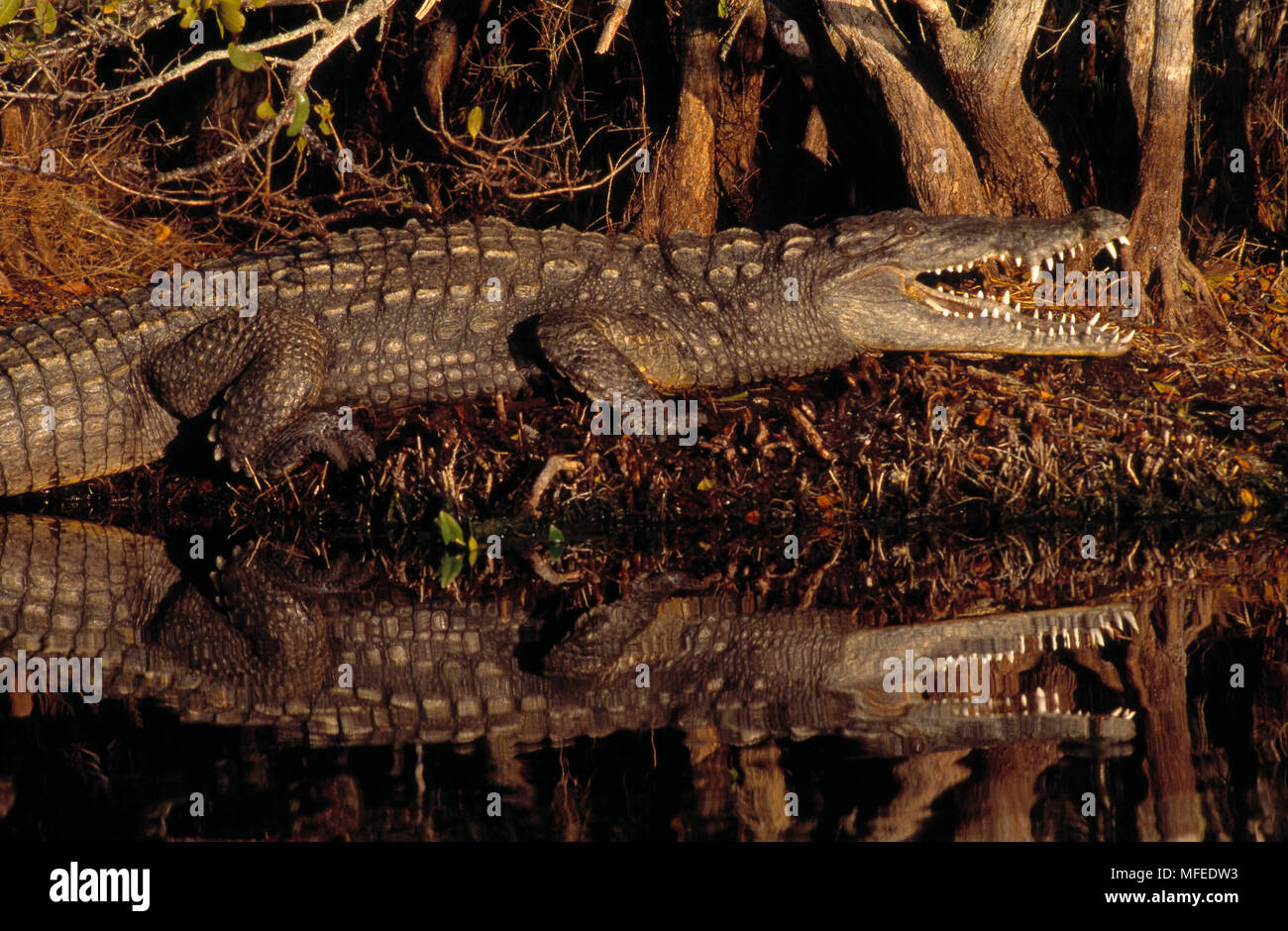 AMERICAN CROCODILE basking Crocodylus acutus at water's edge near to ...