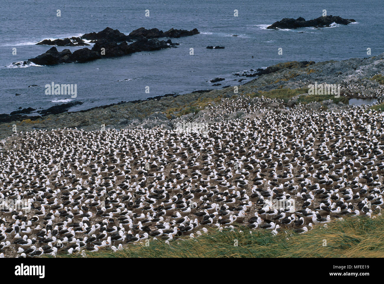 BLACK-BROWED ALBATROSS colony Thalassarche melanophris Steeple Jason ...