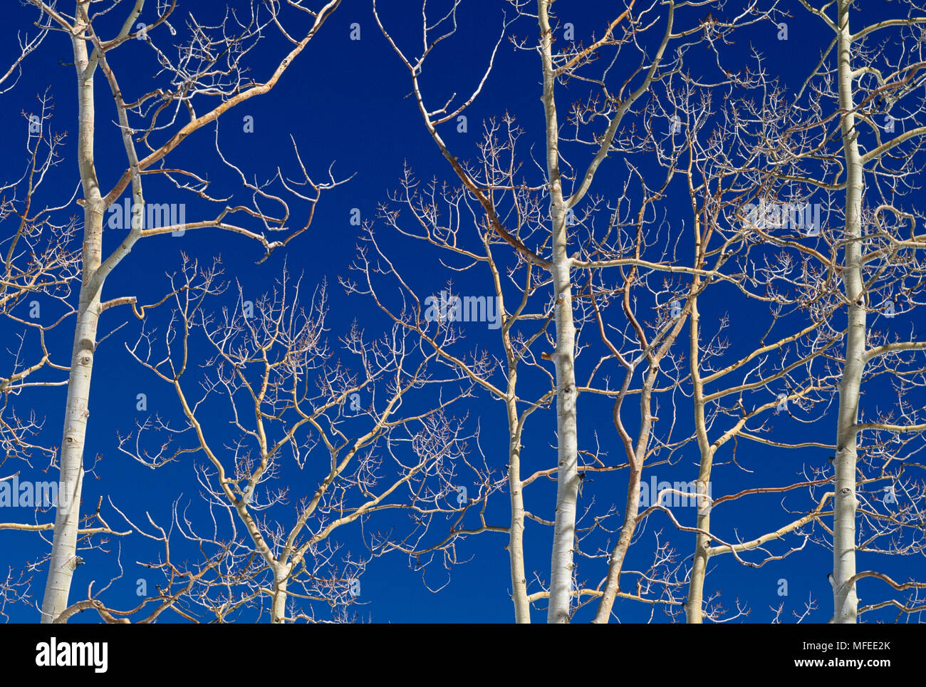 QUAKING ASPENS in mid-winter Populus tremuloides Dixie National Forest ...