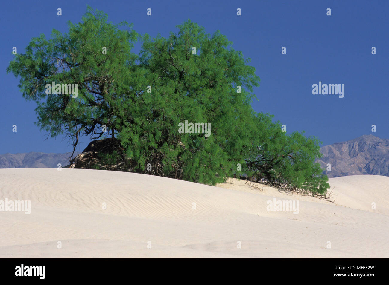 MESQUITE TREE Prosopis juliflora on sand dune Mesquite Flats, Death ...