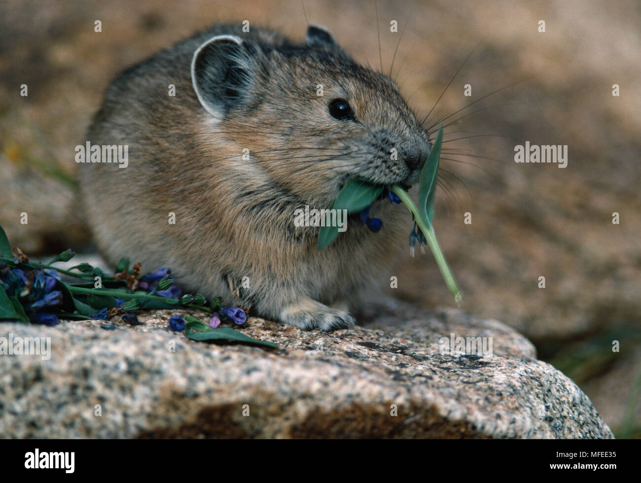 COLLARED PIKA browsing Ochotona collaris Alaska, USA Stock Photo - Alamy