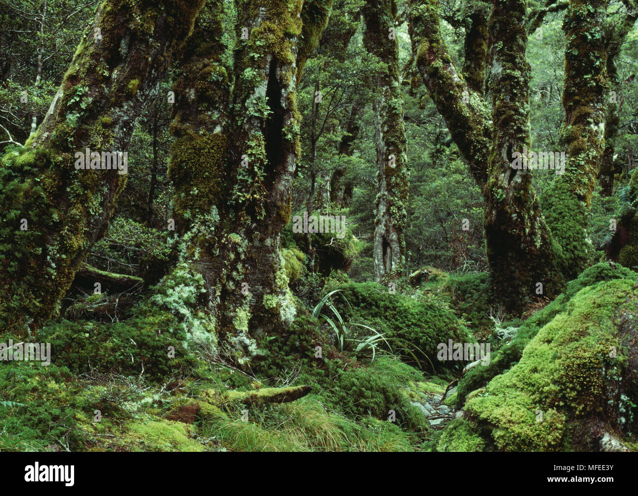 Ecosystems new zealand hi-res stock photography and images - Alamy