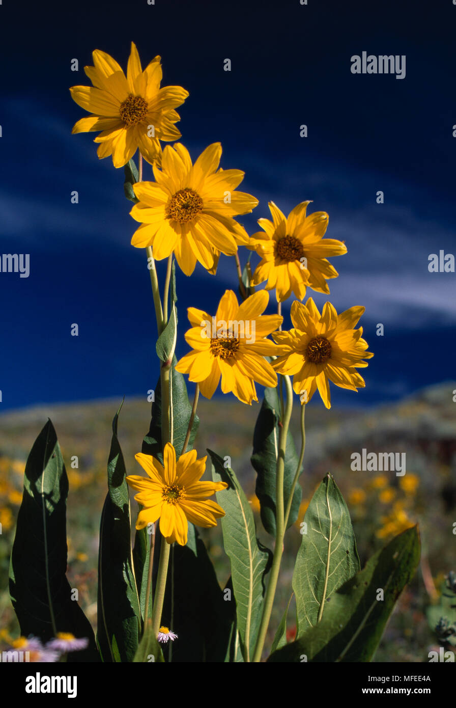 MULE'S EAR SUNFLOWERS Wyethia amplexicaulis Colorado, USA Stock Photo ...