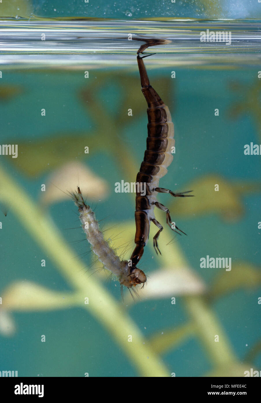 Mosquito Larva In Pond