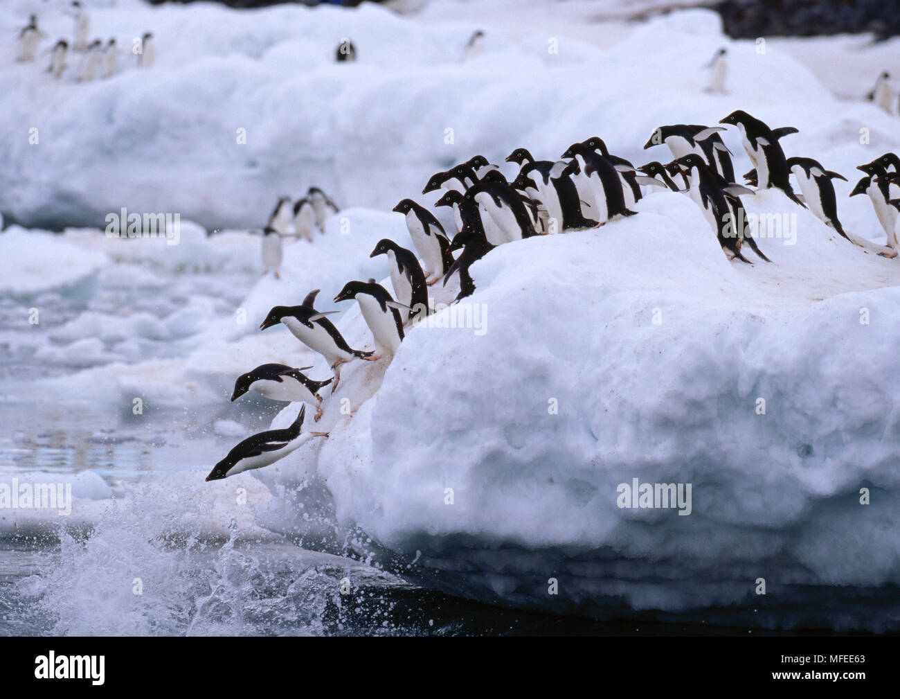ADELIE PENGUINS jumping Pygoscelis adeliae from ice into ocean Hope Bay ...