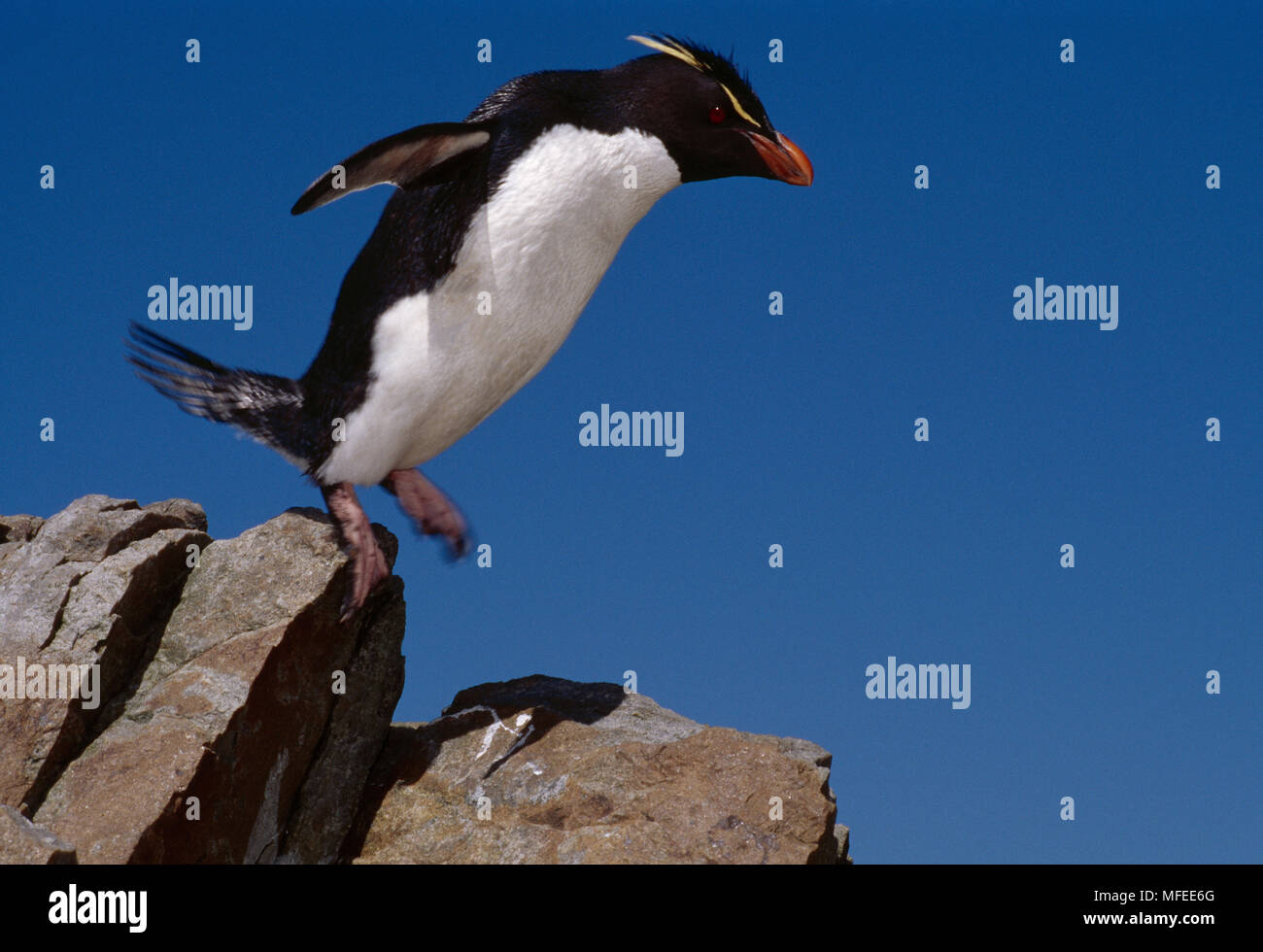 ROCKHOPPER PENGUIN Eudyptes chrysocome hopping from rock Falkland ...