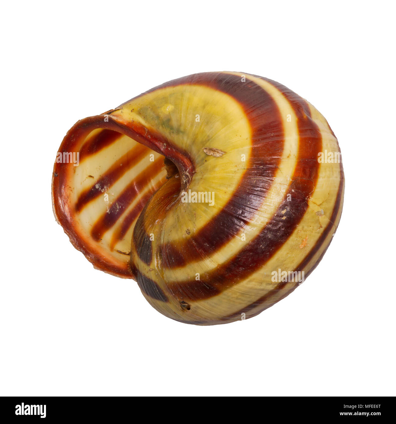 Snail shell isolated on a white background Stock Photo - Alamy
