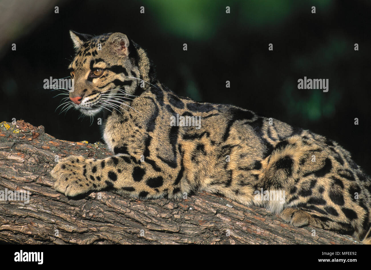 Clouded Leopards Stock Photos & Clouded Leopards Stock Images - Alamy