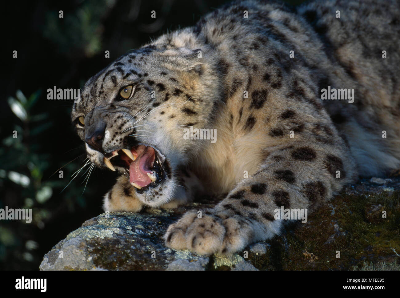 SNOW LEOPARD snarling Panthera uncia (Captive animal) Endangered sp ...