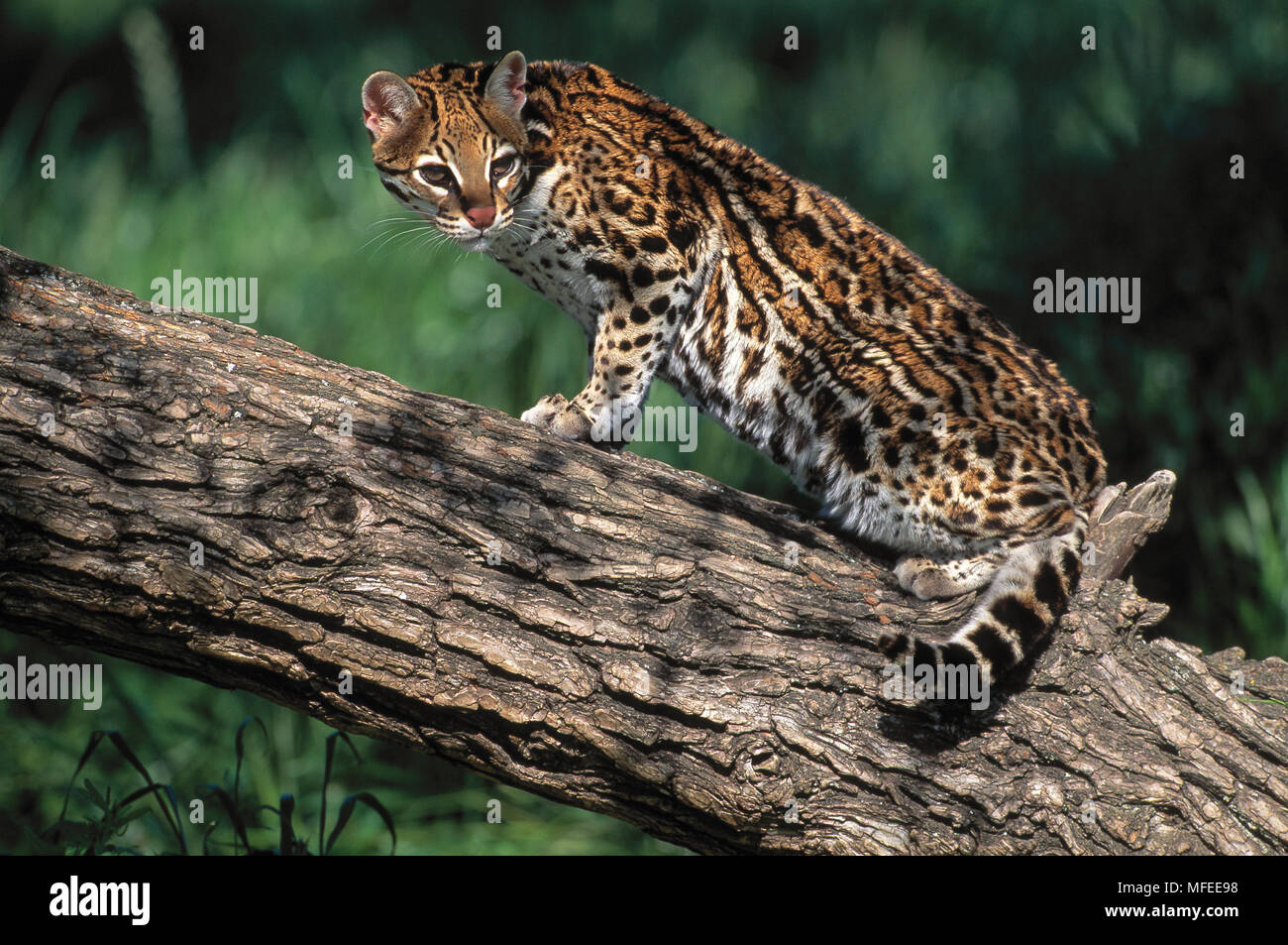 Ocelot felis pardalis endangered species hi-res stock photography and ...