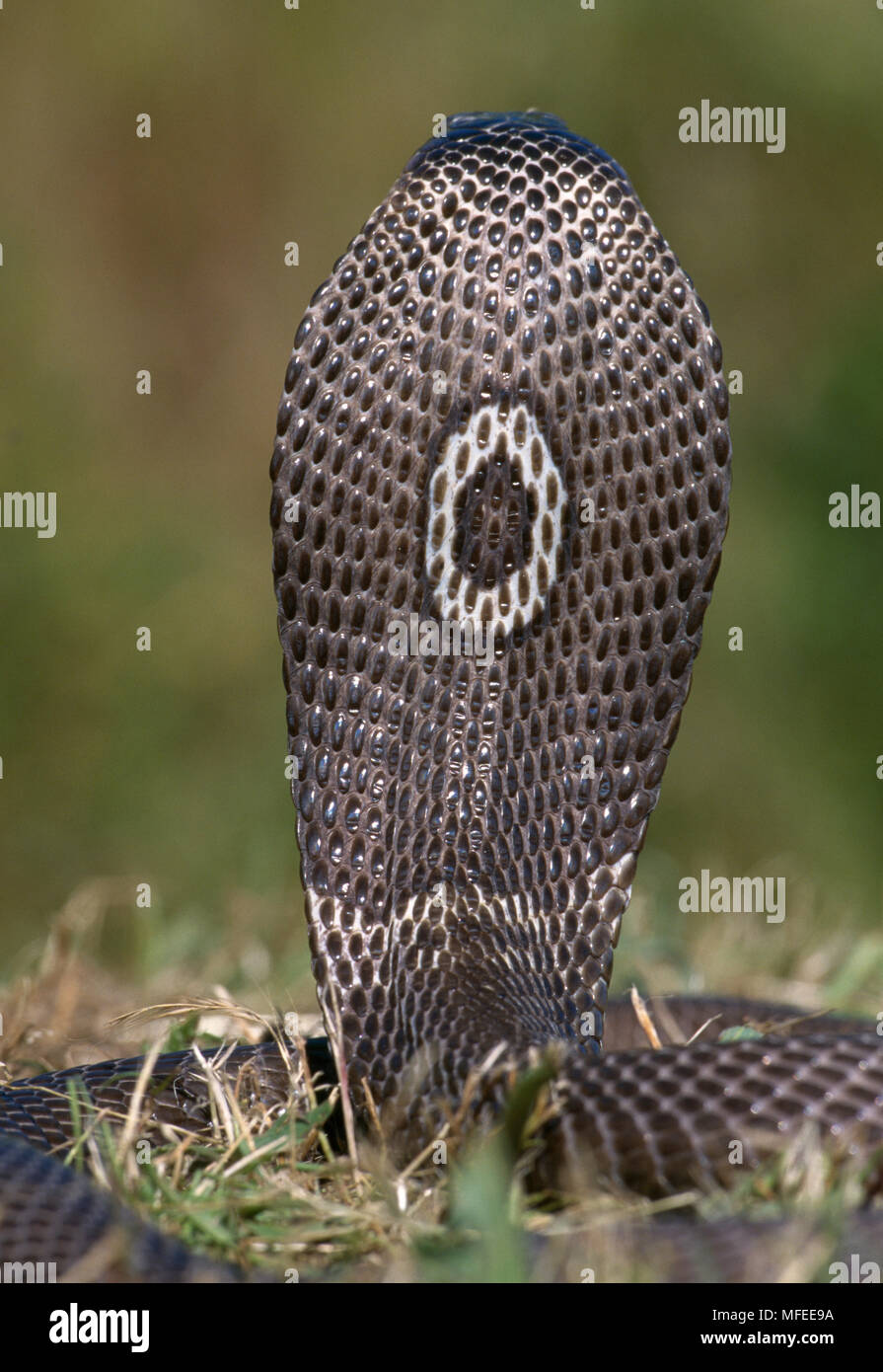 Jsh007626a hi-res stock photography and images - Alamy