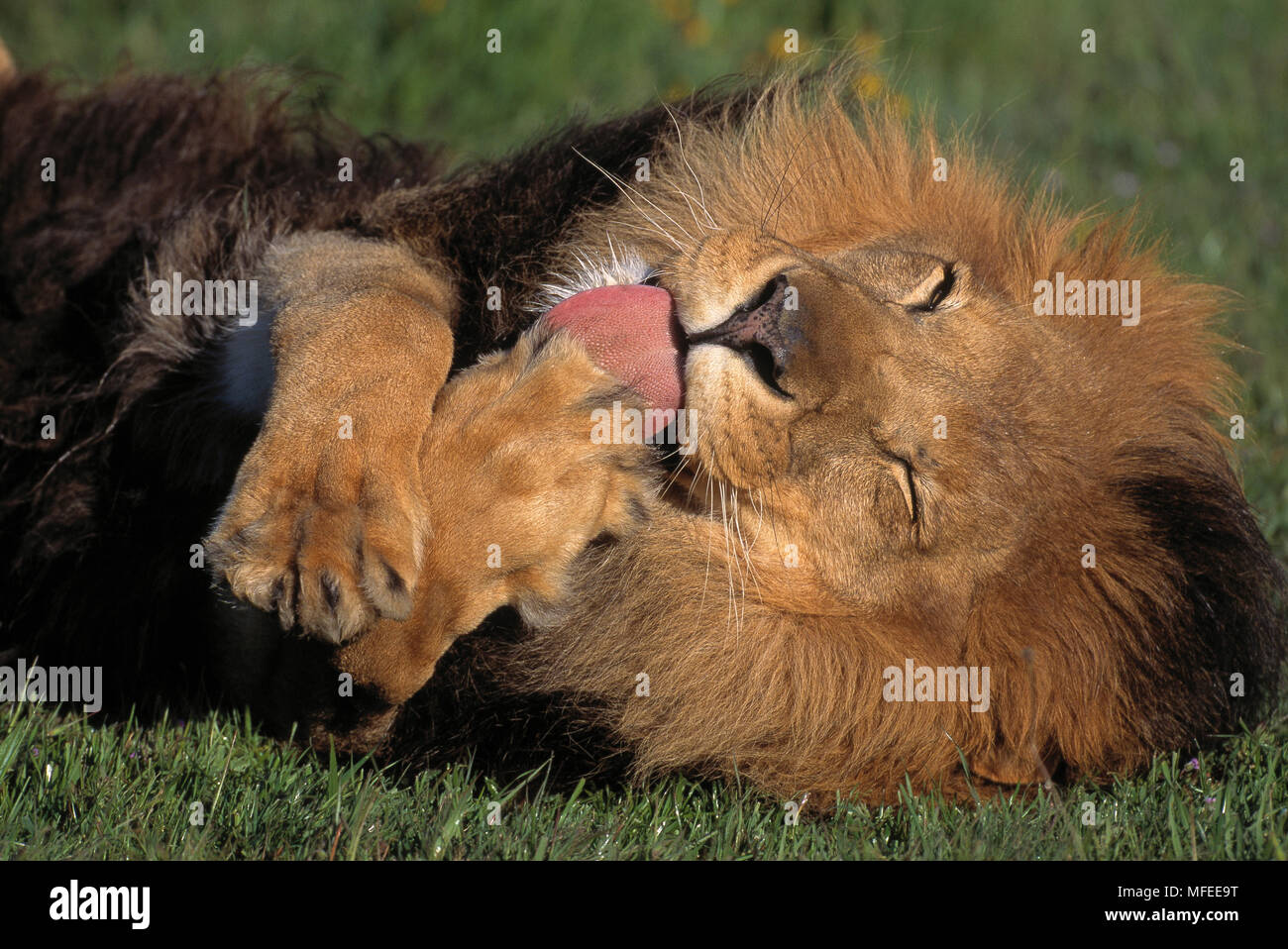 AFRICAN LION male Panthera leo washing itself Stock Photo - Alamy