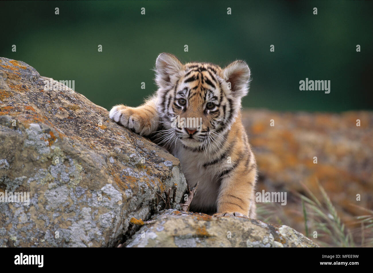 BENGAL TIGER Panthera tigris tigris cub on rocks (in captivity Stock ...