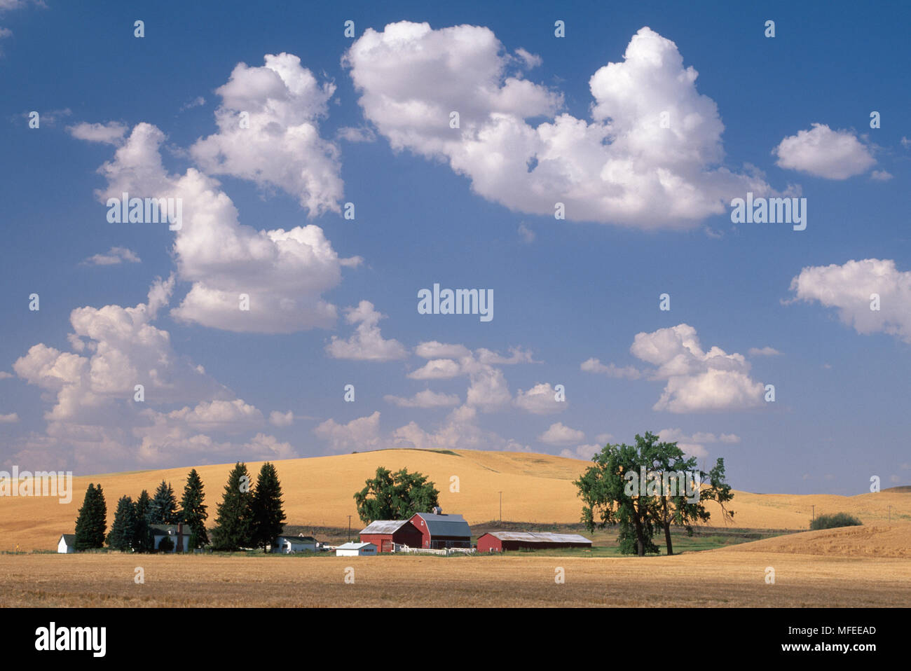 FARM & WHEAT FIELDS August. Whitman County, Washington, USA Stock Photo ...