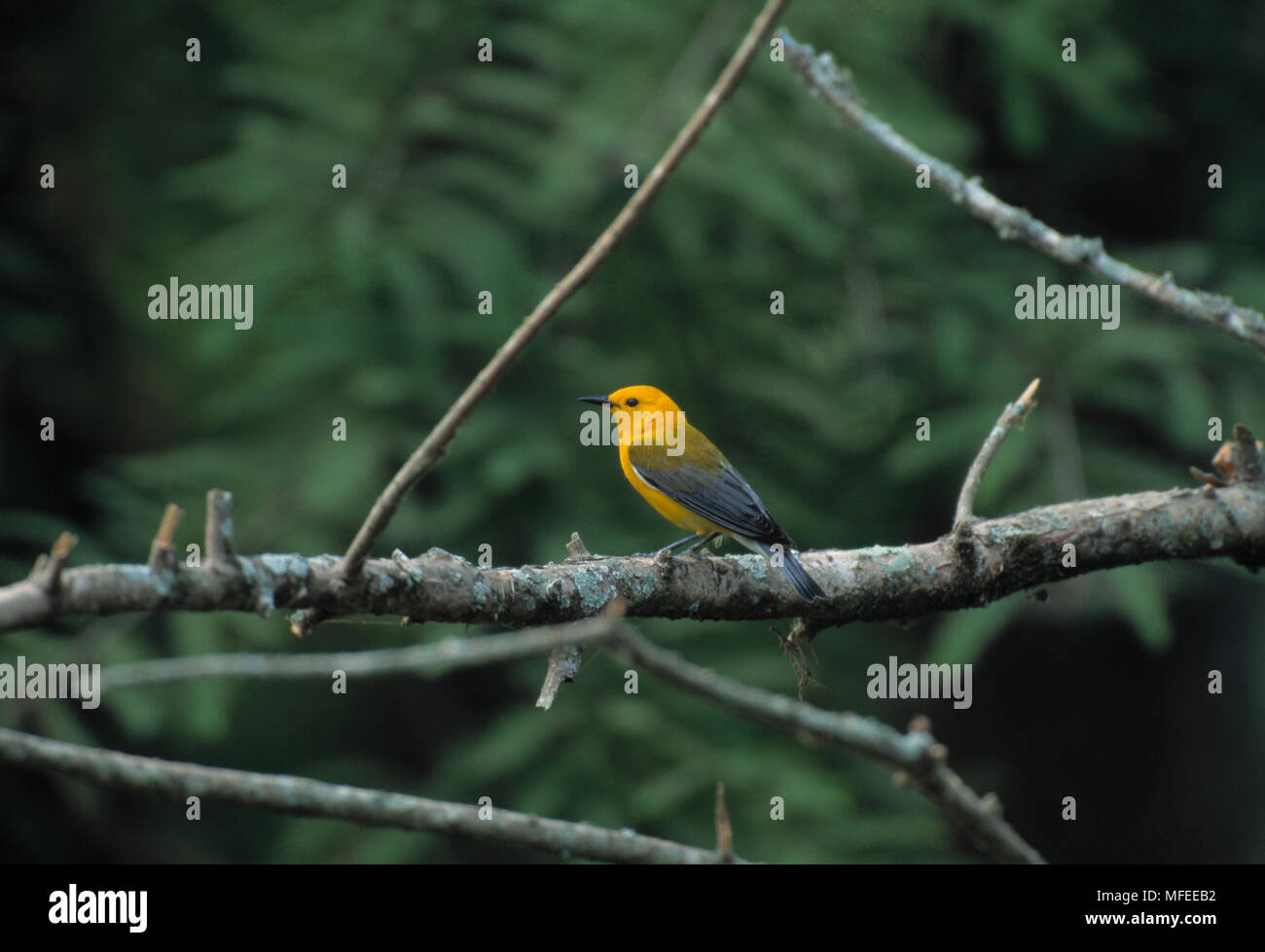 Prothonotary warblers hi-res stock photography and images - Alamy