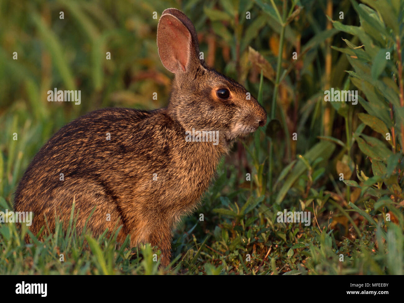 SWAMP COTTONTAIL RABBIT Sylvilagus aquaticus Louisiana, South-eastern ...