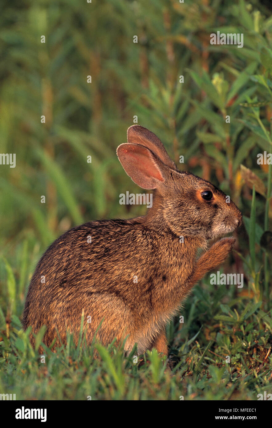 Swamp cottontail hi-res stock photography and images - Alamy
