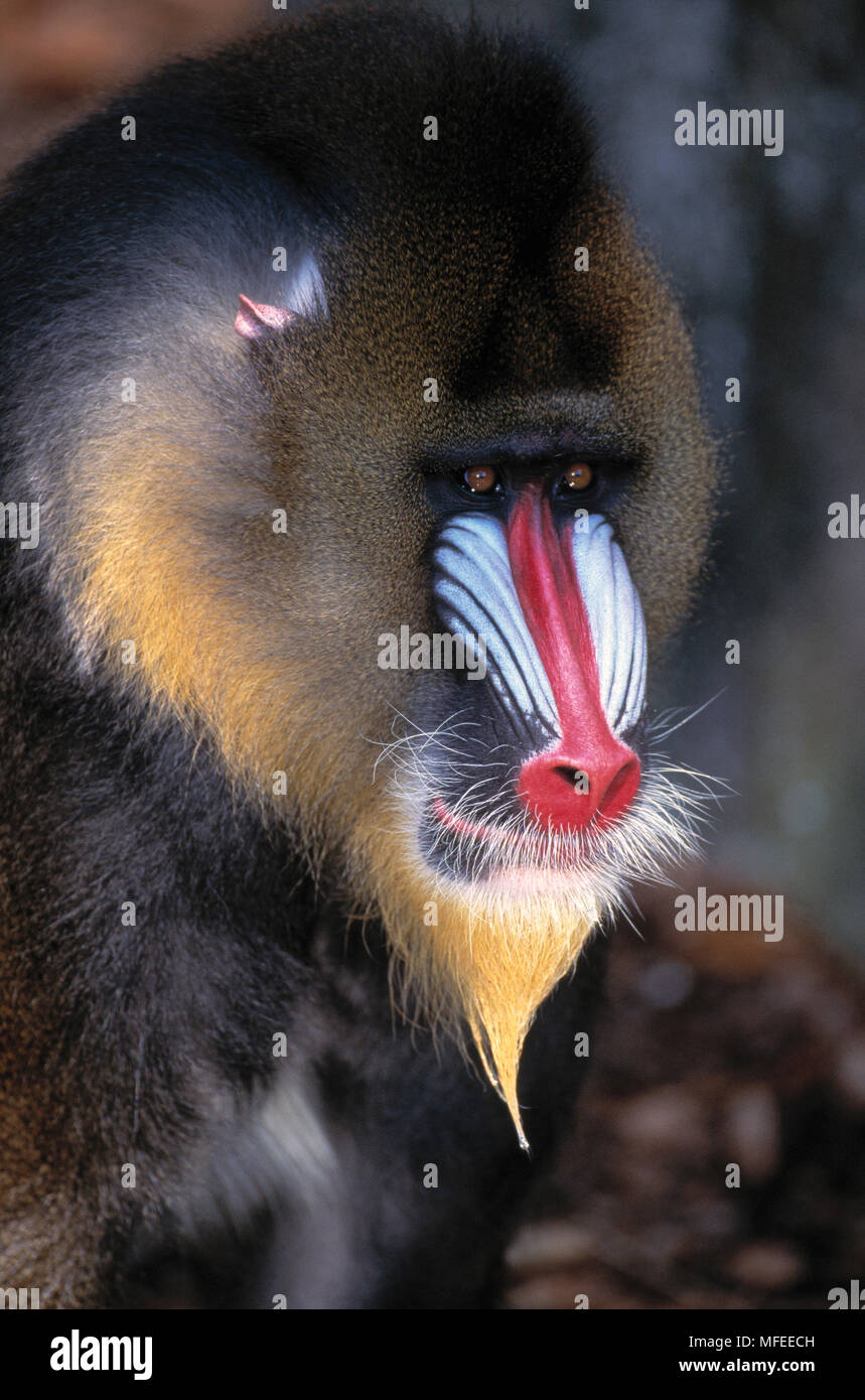 MANDRILL male Papio sphinx Stock Photo - Alamy