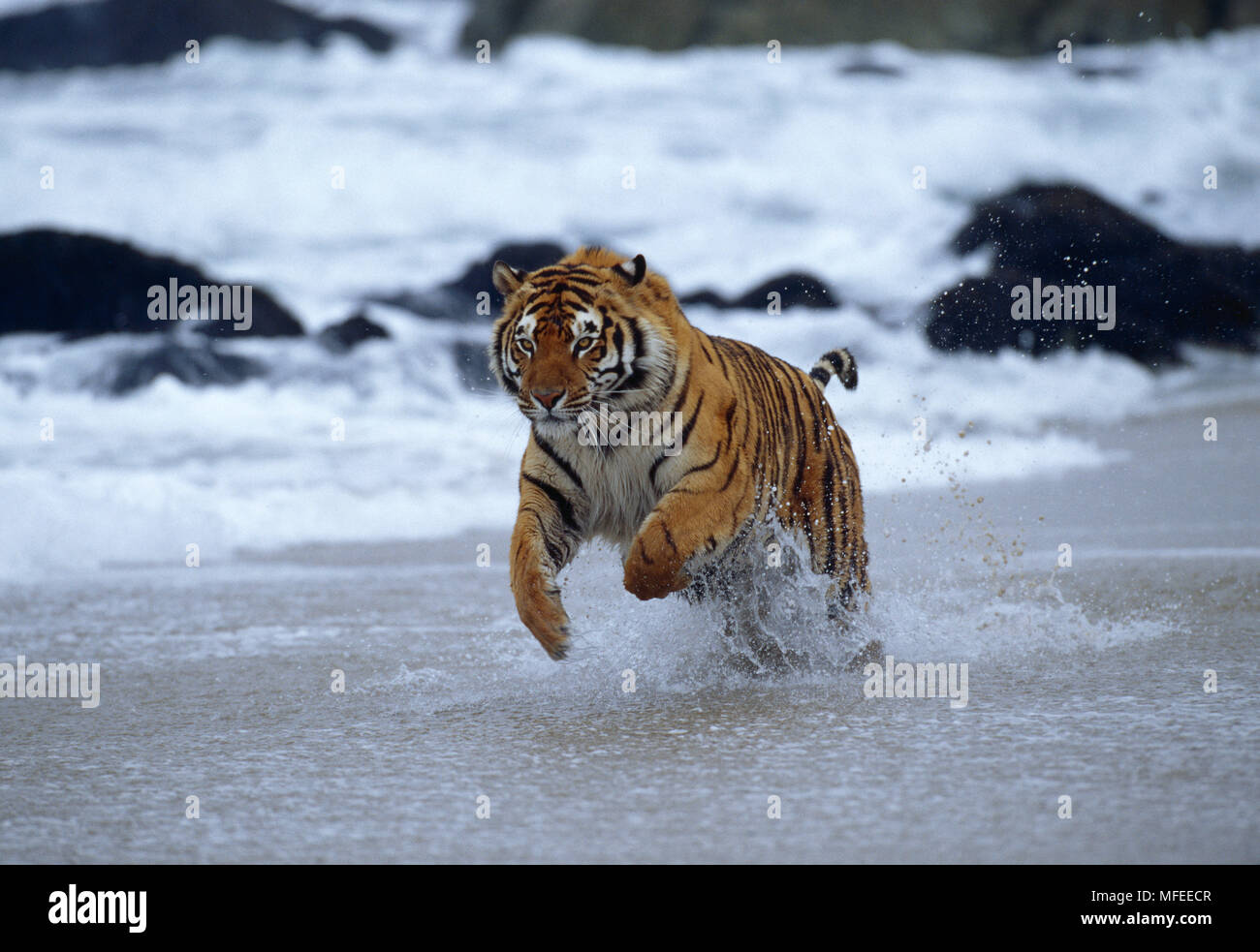 BENGAL TIGER Panthera tigris tigris running through shallow water Stock ...