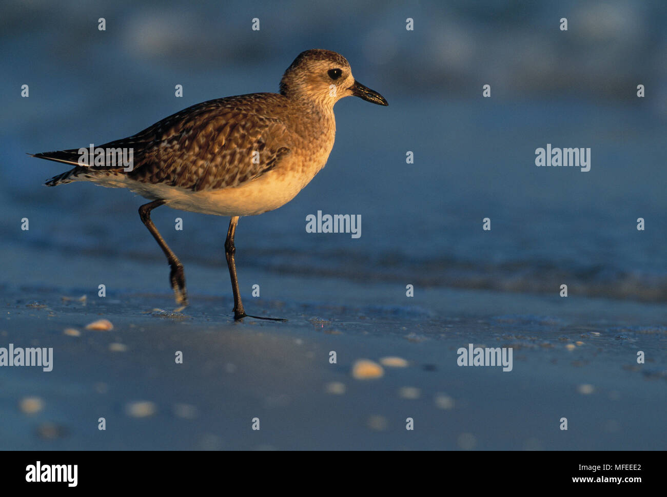 South american plover hi-res stock photography and images - Alamy