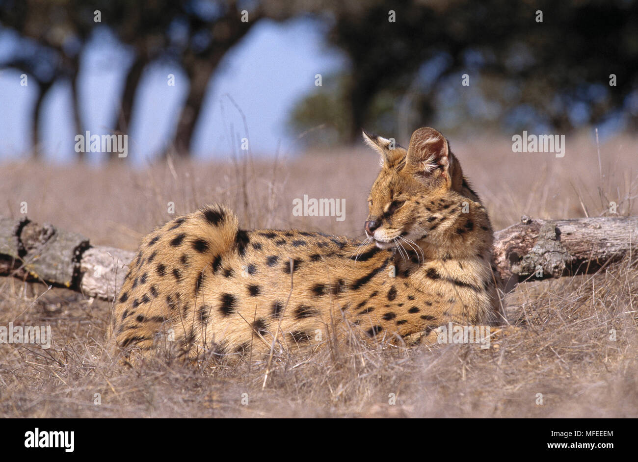 SERVAL resting Felis serval Stock Photo - Alamy