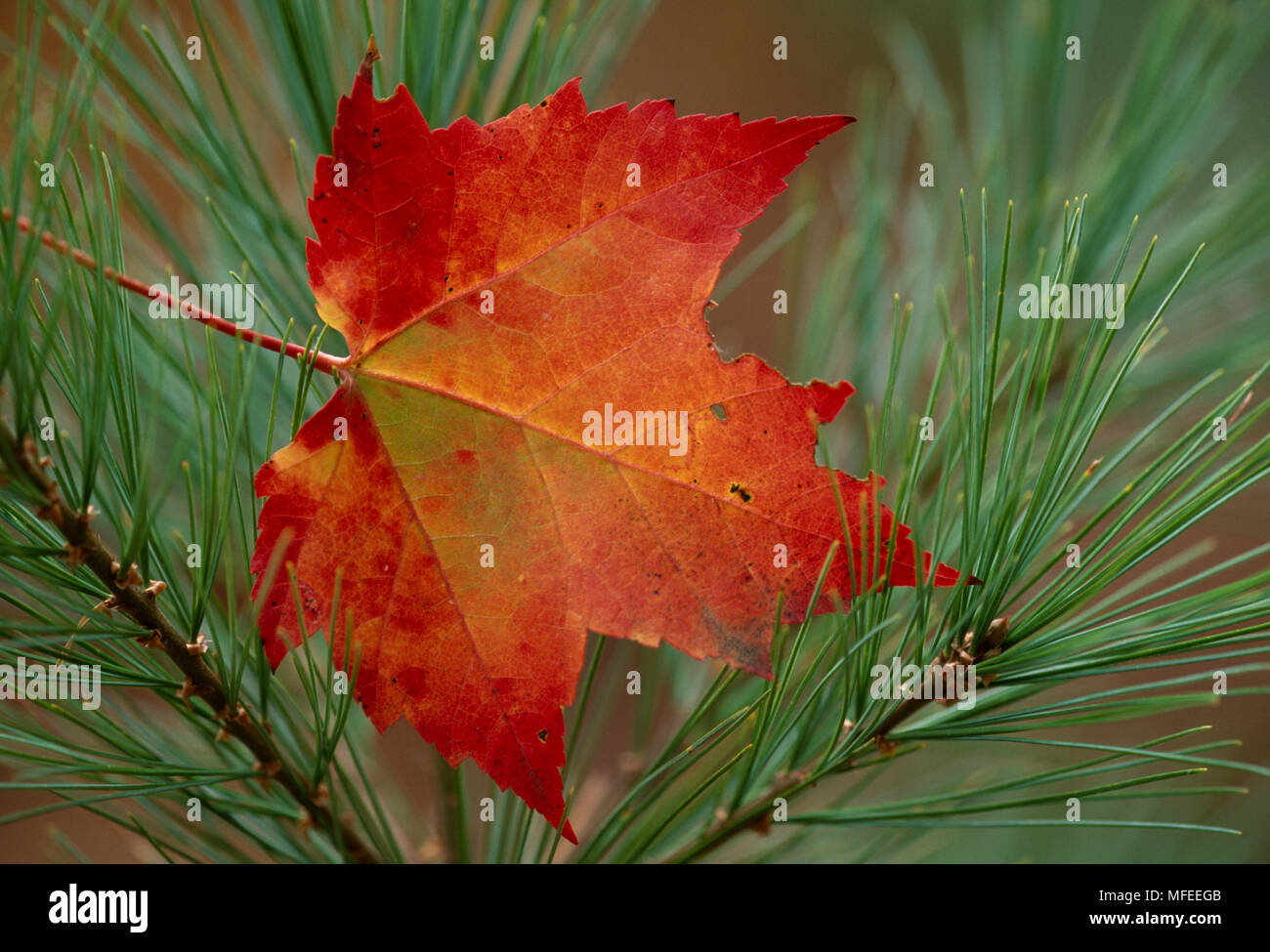 AUTUMN RED MAPLE LEAF Acer rubrum caught in white pine bough Michigan ...
