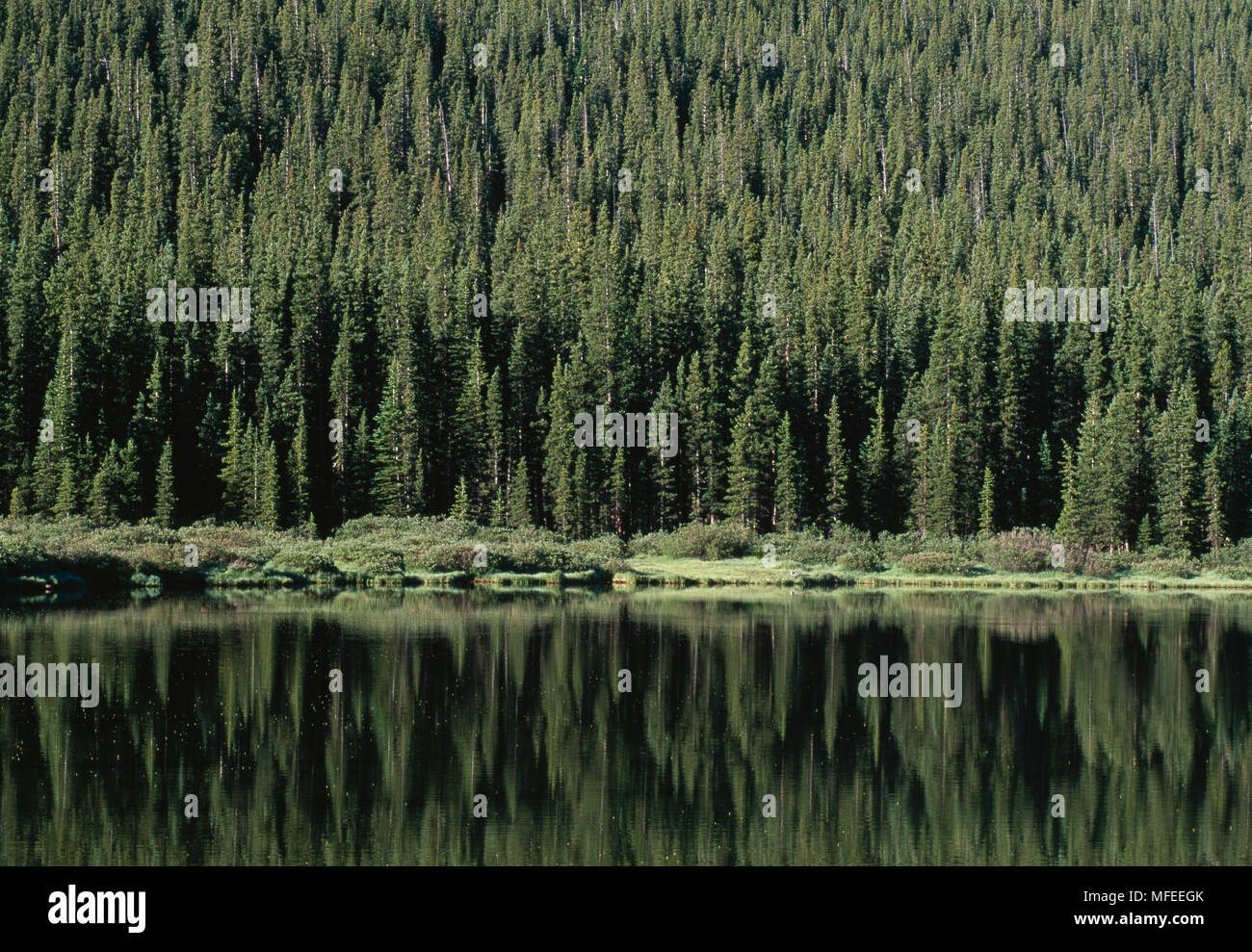 ENGELMANN SPRUCE FOREST Picea engelmanii & reflection Colorado, USA ...