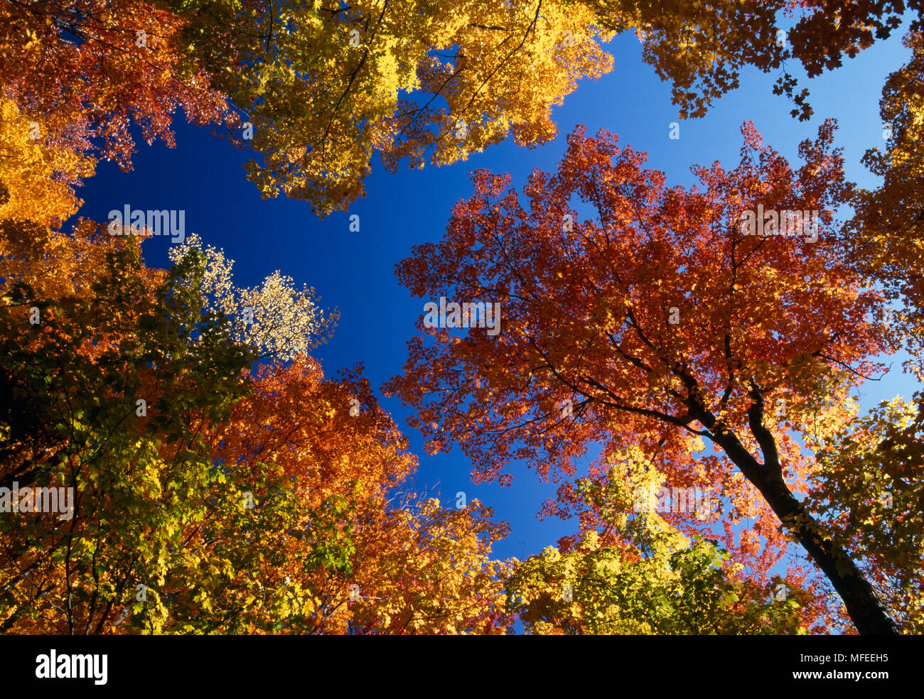 AUTUMN FOLIAGE OF MAPLES Hiawatha National Forest, Upper Peninsula ...
