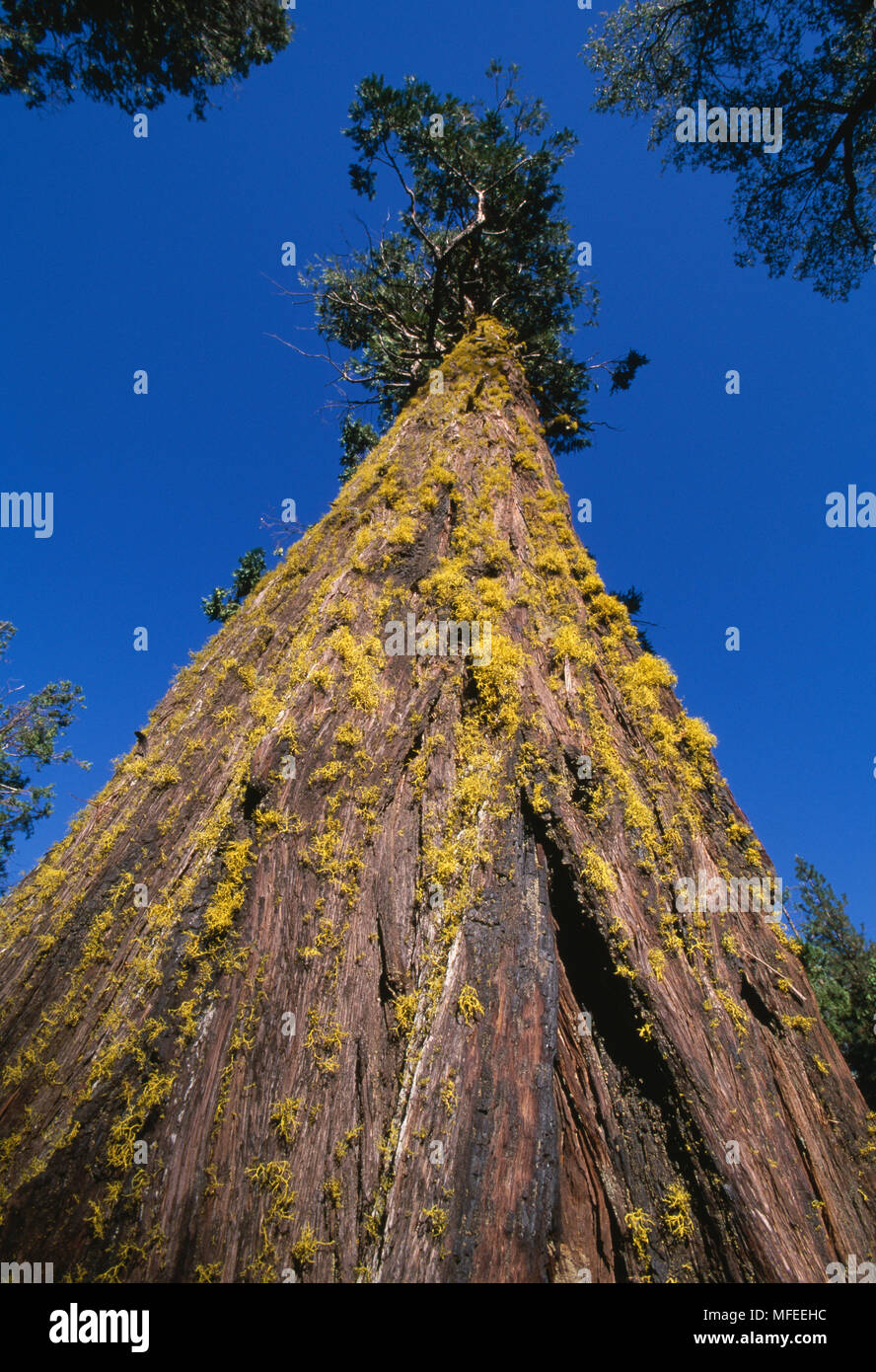 Wellingtonias hi-res stock photography and images - Alamy