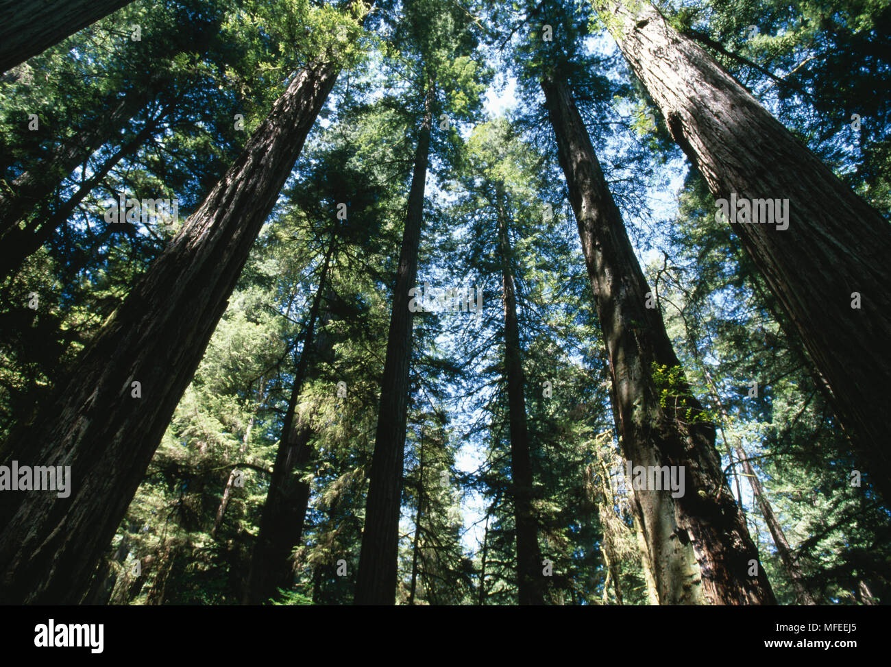 Sequoia sempervirens world's tallest hi-res stock photography and ...
