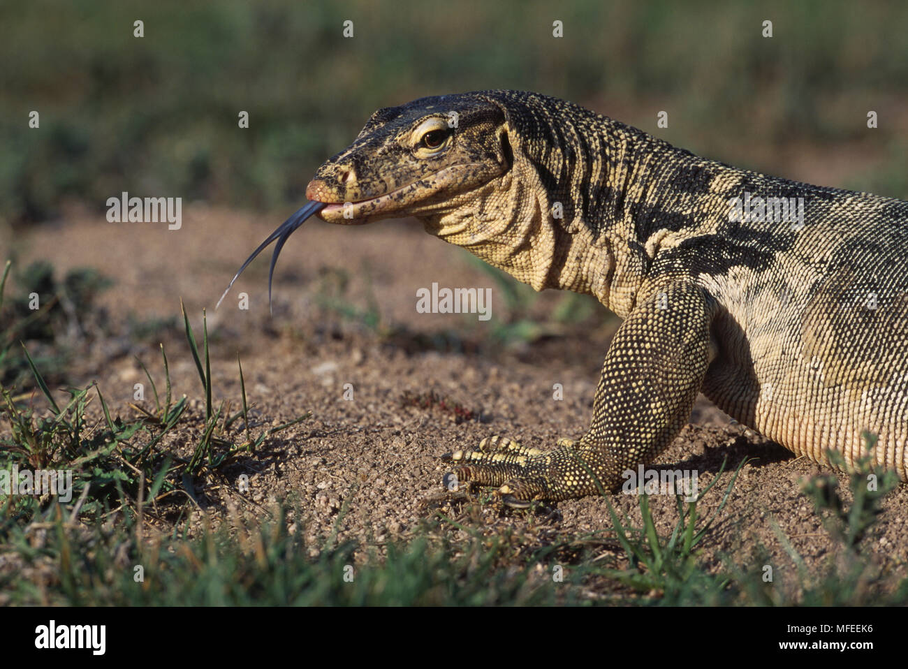 Schator hi-res stock photography and images - Alamy