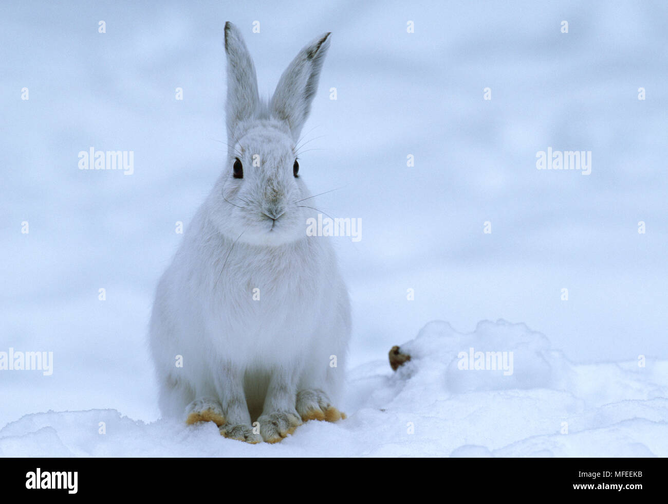 Jsh008104a hi-res stock photography and images - Alamy