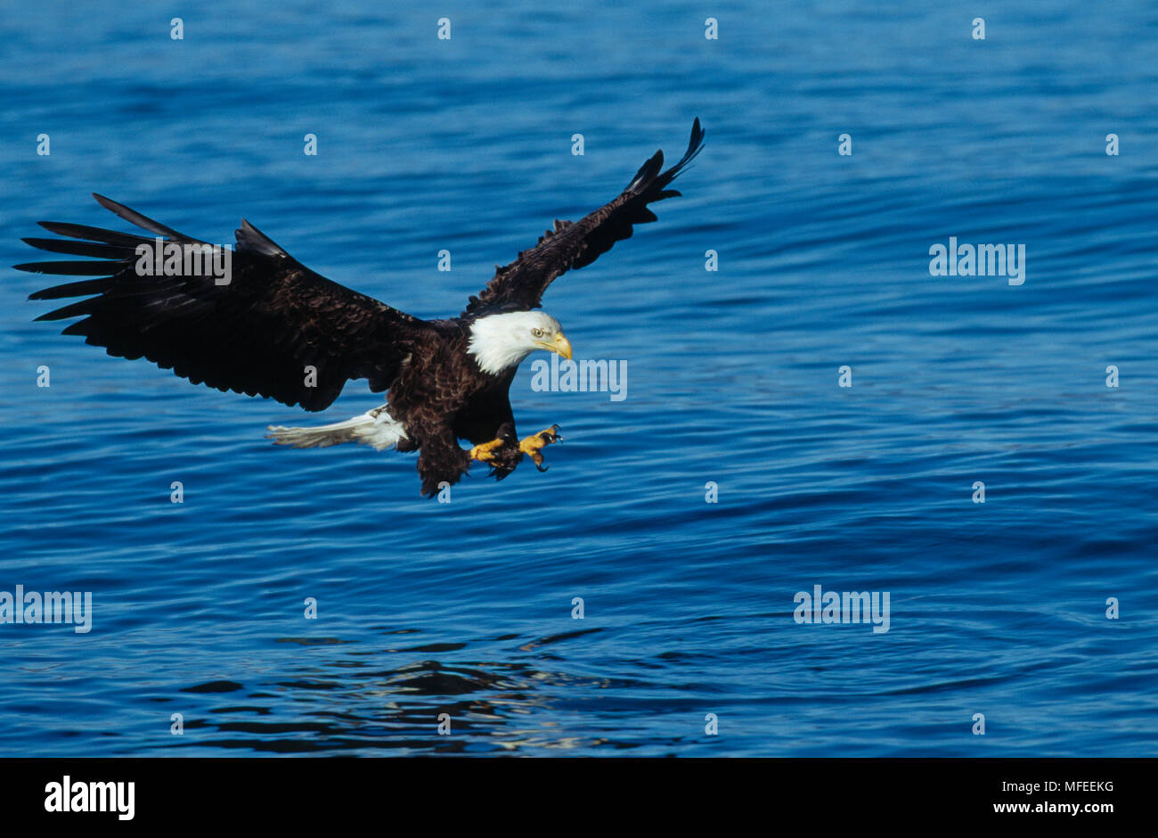 BALD EAGLE Haliaeetus leucocephalus in flight over water. Alaska, USA ...