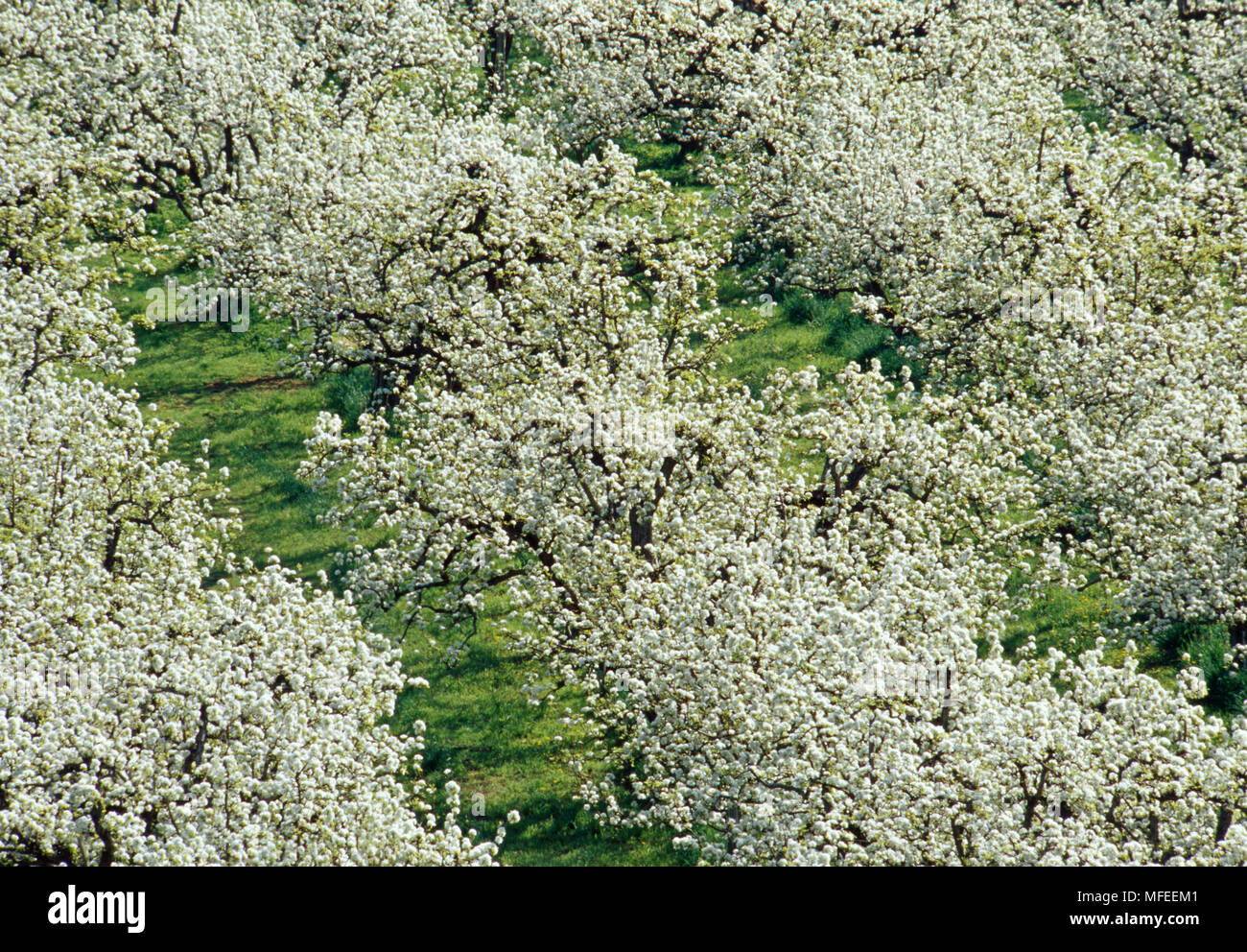 Jsh008153a hi-res stock photography and images - Alamy