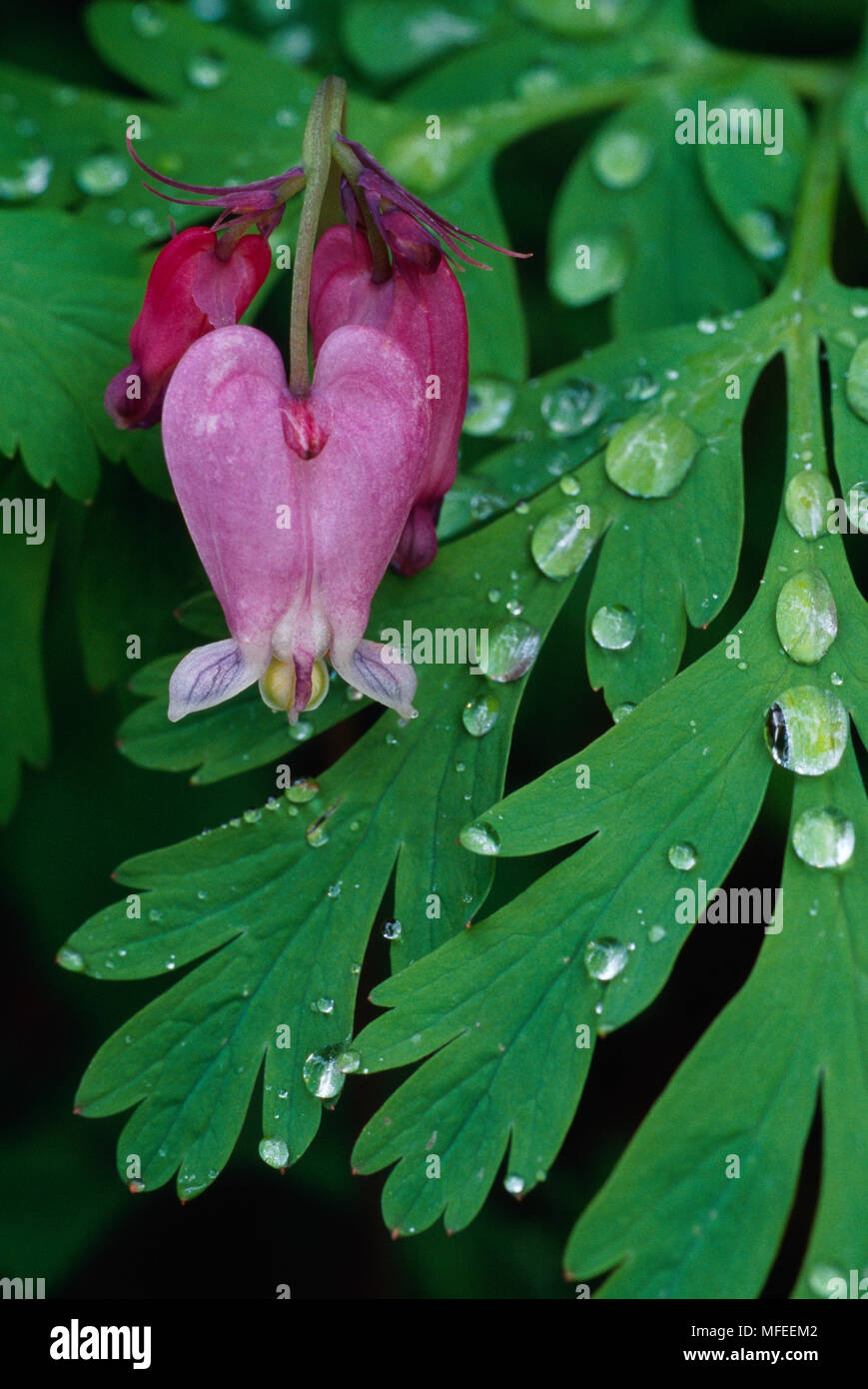 Jsh008154a hi-res stock photography and images - Alamy