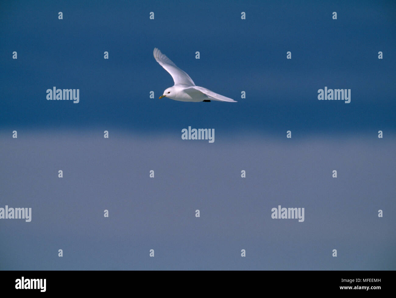 IVORY GULL in flight Pagophila eburnea Stock Photo - Alamy