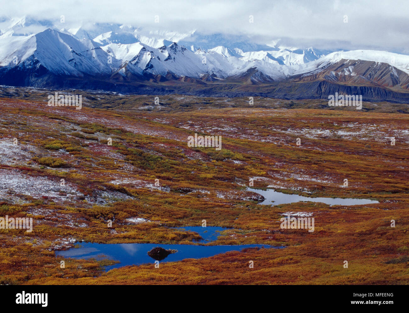 Tundra ecosystem hi-res stock photography and images - Alamy