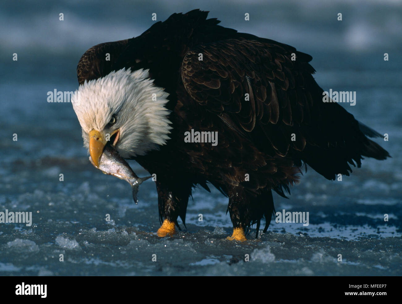 BALD EAGLE on ice, with fish Haliaeetus leucocephalus Alaska, USA Stock ...