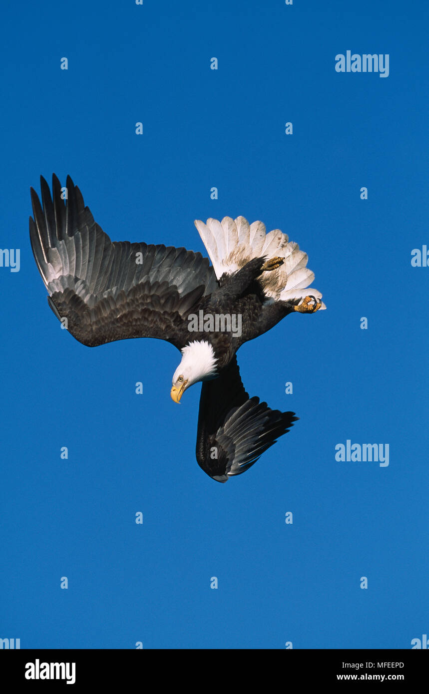 Bald eagle eagles diving hi-res stock photography and images - Alamy