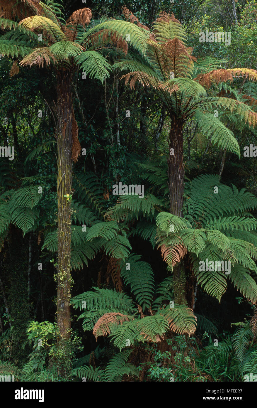 Ponga tree hi-res stock photography and images - Alamy