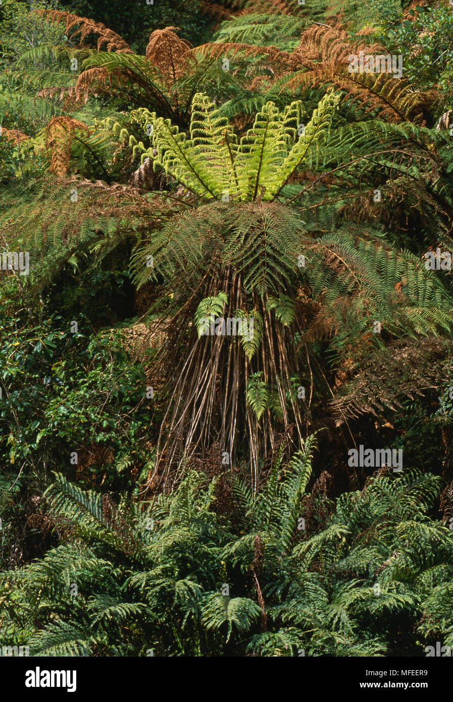 Jsh008338a hi-res stock photography and images - Alamy