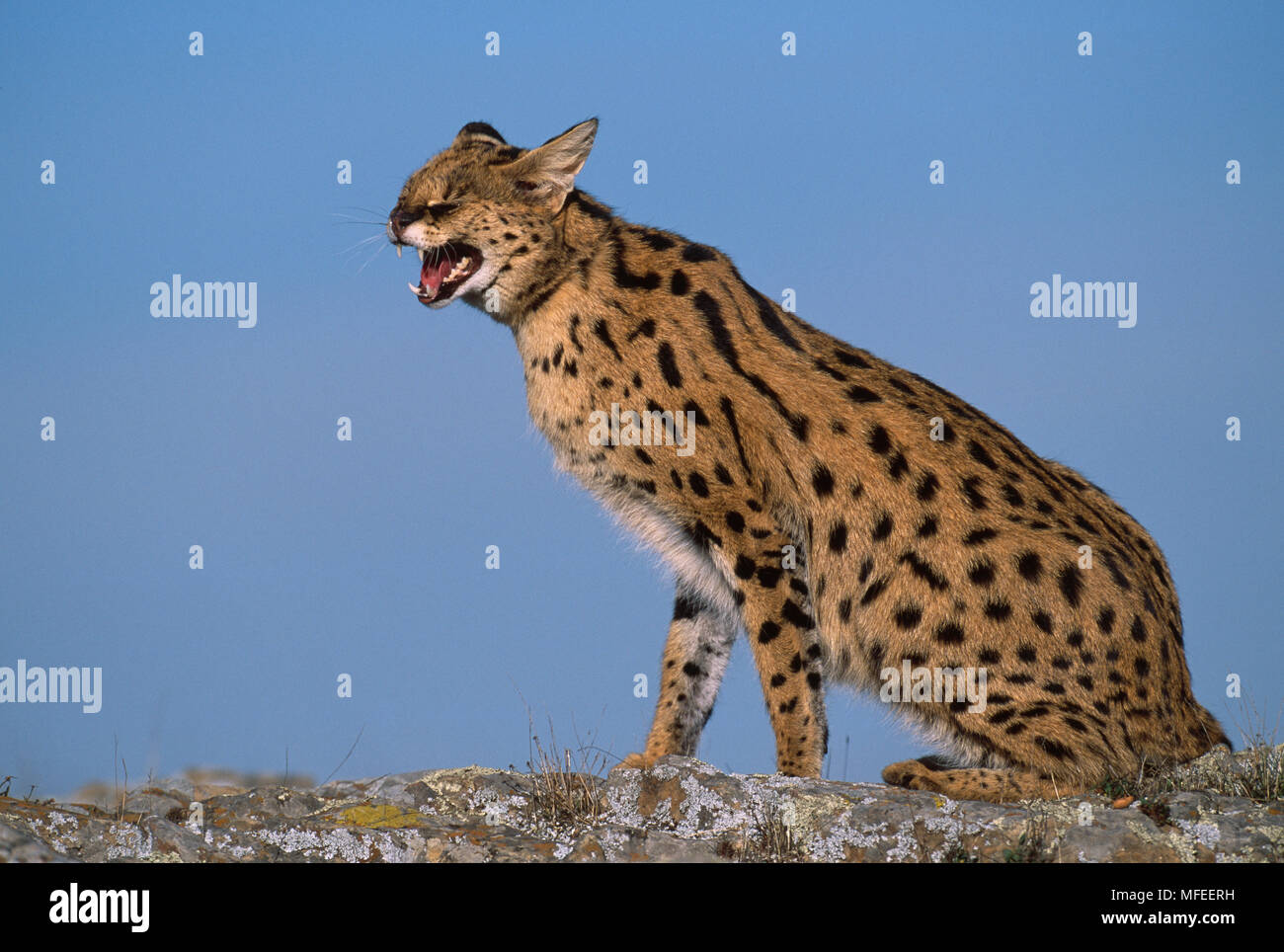 Captive serval cat hi-res stock photography and images - Alamy