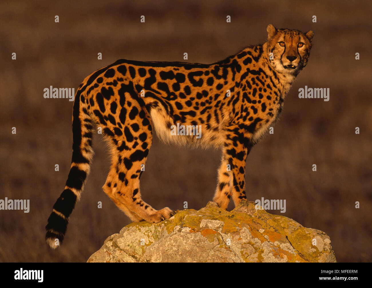 Red Cheetah Mutation