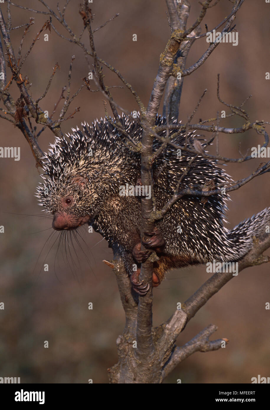 Coendou hi-res stock photography and images - Alamy